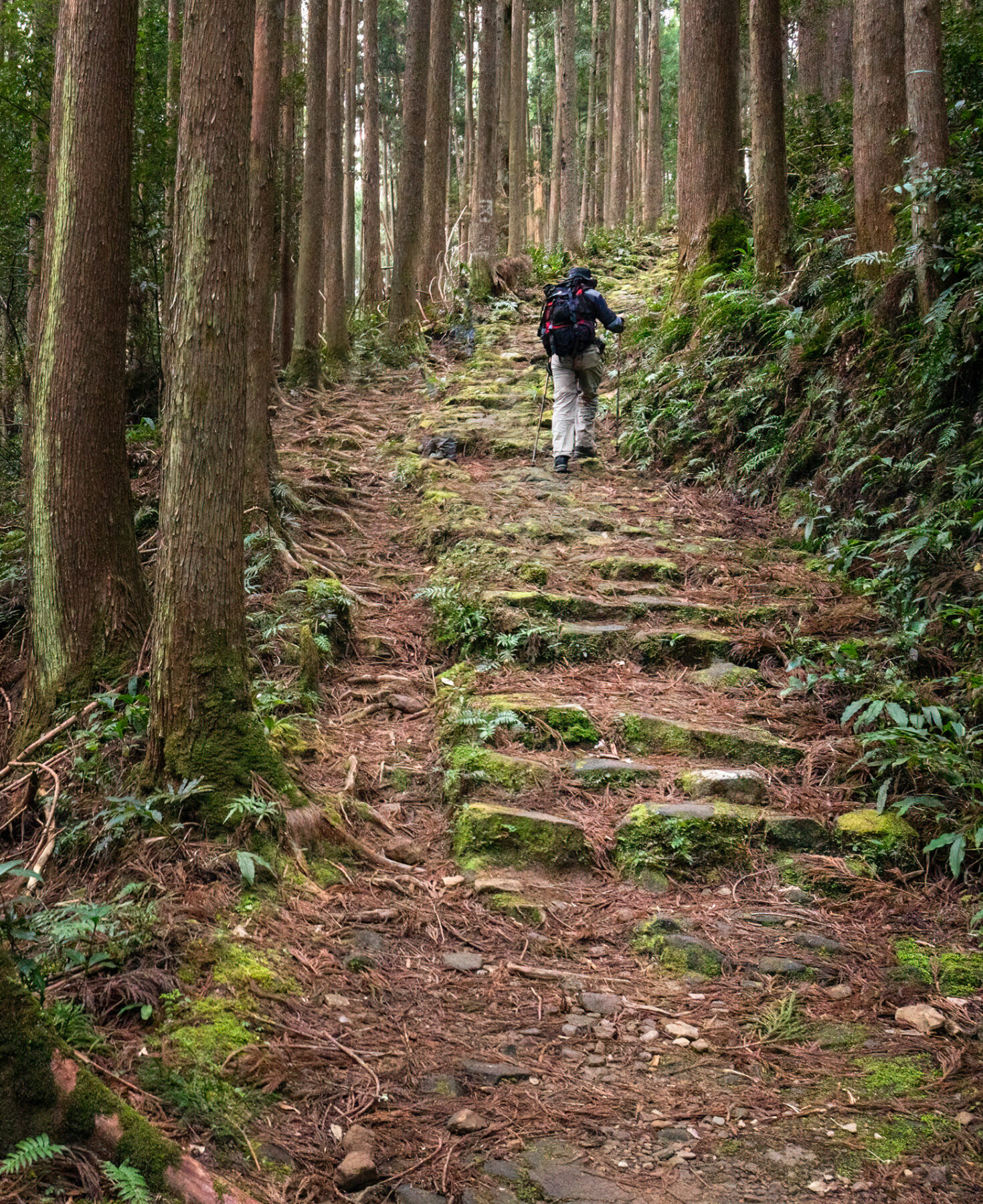 Wild Women Expeditions | Japan Pilgrimage Trail