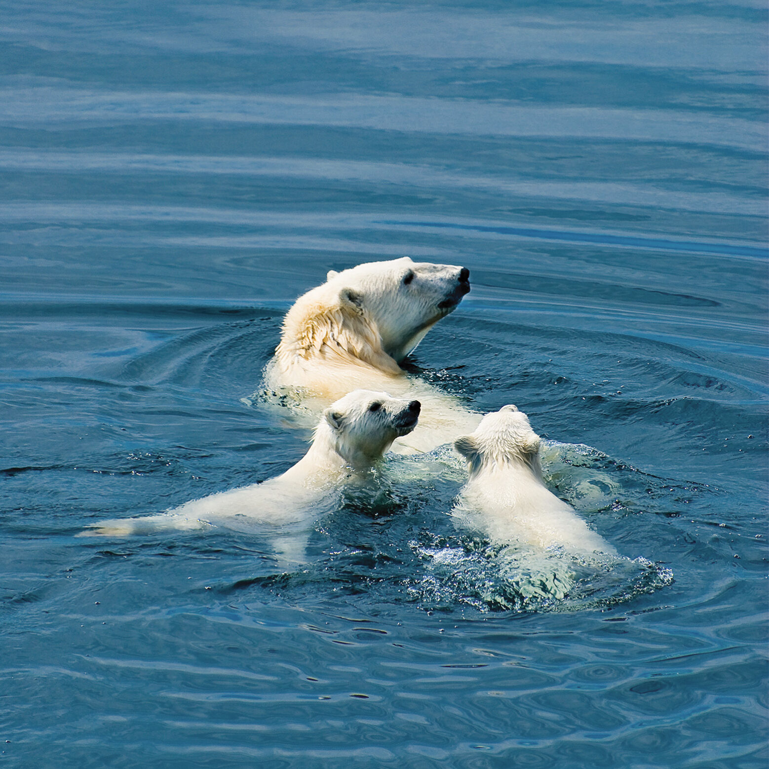 Wild Women Expeditions | Greenland and Wild Labrador