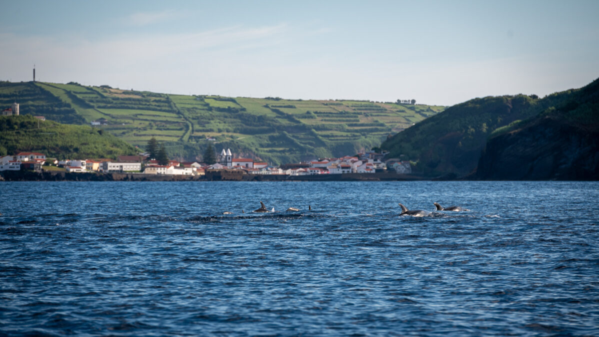 Bonding Over Bridles and Barbie Dream Horses in the Azores - Wild Women ...