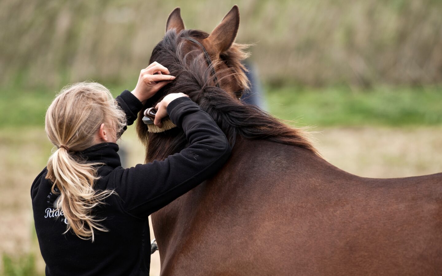 The Fairy Tale Horses of Faial Island, Azores - Wild Women Expeditions